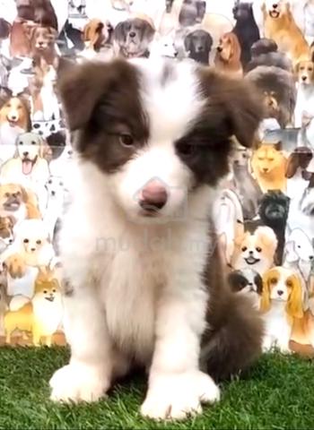 Border collie Mka certificate and microchip - Pets for sale in Seri ...
