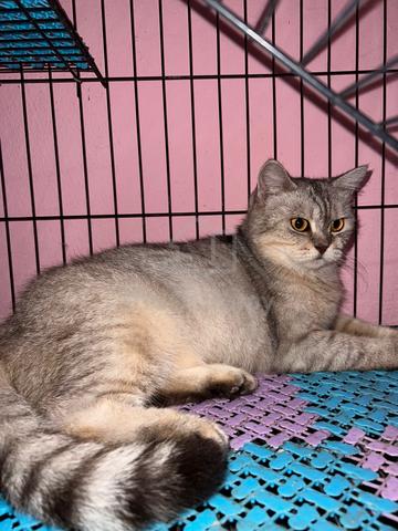 BSH silver shaded - Pets for sale in Pasir Mas, Kelantan