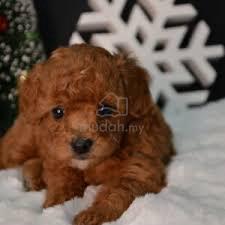 J122 muscular poodle puppy dog - Pets for sale in Puchong, Kuala Lumpur