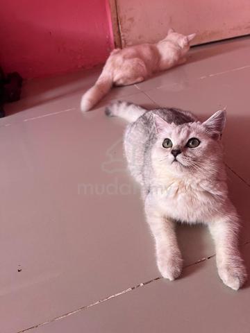 Bsh british short hair SILVER BETINA - Pets for sale in Bandar Sunway ...