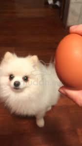 X82 lazy pomeranian puppy dog - Pets for sale in Puchong, Kuala Lumpur