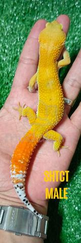Leopard Gecko SHTCT Het Albino Tremper - Pets for sale in Gua Musang ...