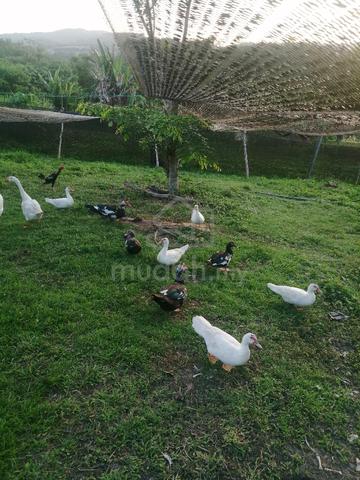 Itik Serati/Nila/ Muscovy untuk dijual. - Pets for sale in Semenyih ...