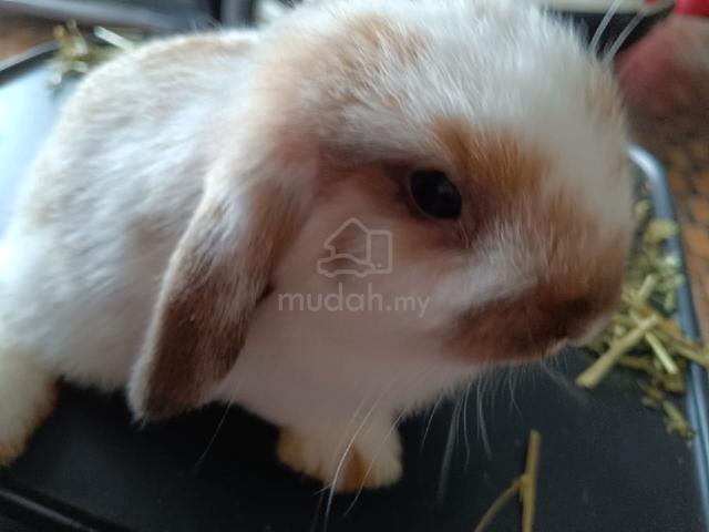 Cute Rabbit - Pets for sale in Wangsa Maju, Kuala Lumpur