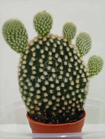 Real footprint rabbit ear cactus - Garden Items for sale in Bayan Lepas ...