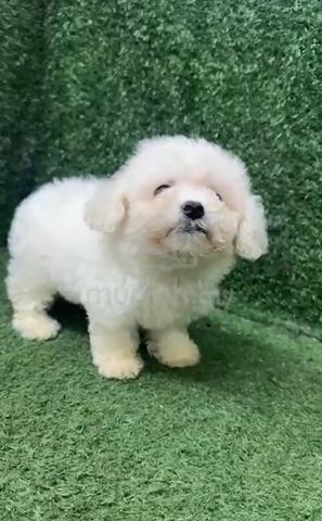 Pure Breed Bichon Frise Puppy (Female1) - Pets for sale in Shah Alam ...