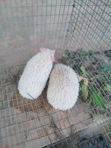 Landak Mini Albino - Pets for sale in Besut, Terengganu