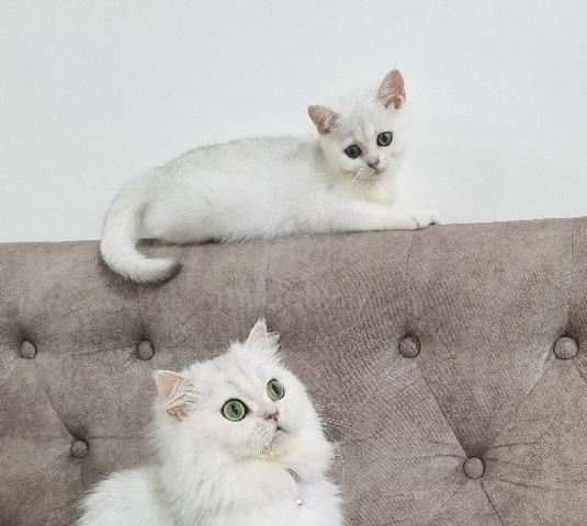 BSH Silver Shaded - Pets for sale in Johor Bahru, Johor