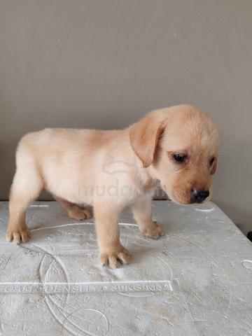 Pure Breed Labrador Puppy (Female) - Pets for sale in Kuching, Sarawak