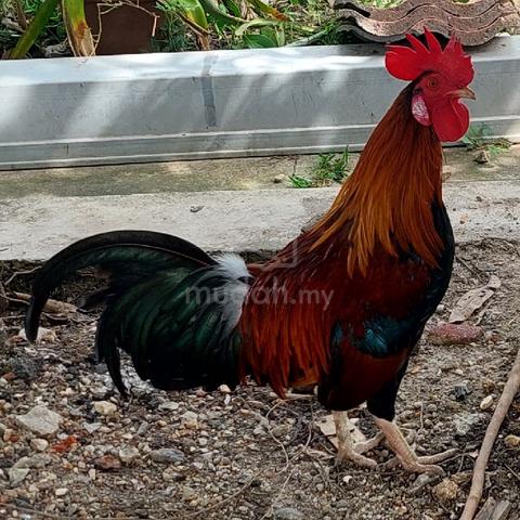Ayam Hutan Kacuk - Pets for sale in Klang, Selangor