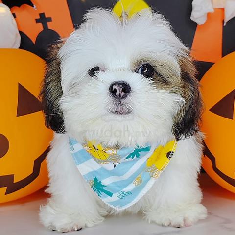 Gorgeous Cute Shih Tzu Puppu Dog Pet *yu.03674 - Pets for sale in ...