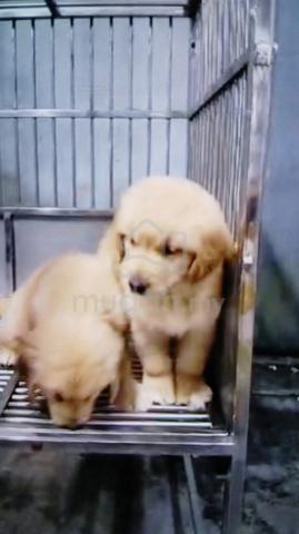 big bone golden retriever puppy - Pets for sale in Shah Alam, Selangor