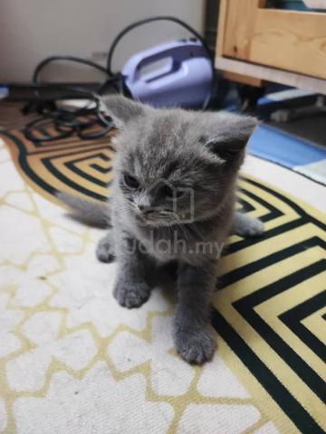 kitten anak kucing bsh - Pets for sale in Pasir Mas, Kelantan