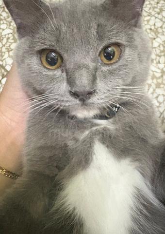 BSH cat - Pets for sale in Sungai Petani, Kedah