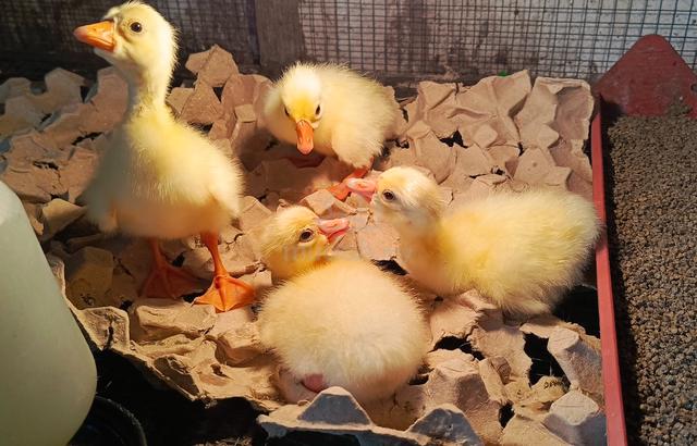 Anak Angsa - Pets for sale in Tapah Road, Perak