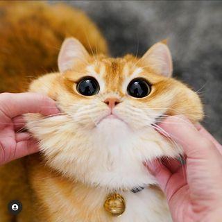 Best Quality British Short hair Golden BSH - Pets for sale in Bukit ...