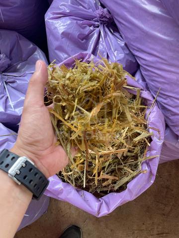 Silaj Napier / Napier Silage - Others for sale in Gerik, Perak