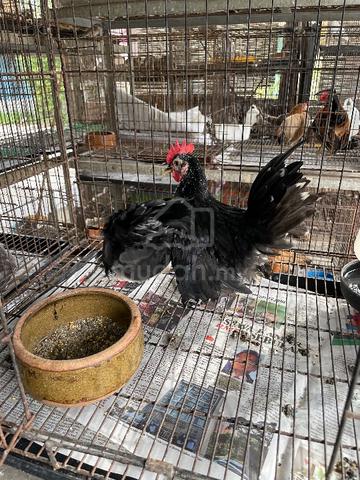 ayam serama comel boleh delivery - Pets for sale in Sungai Buloh, Selangor