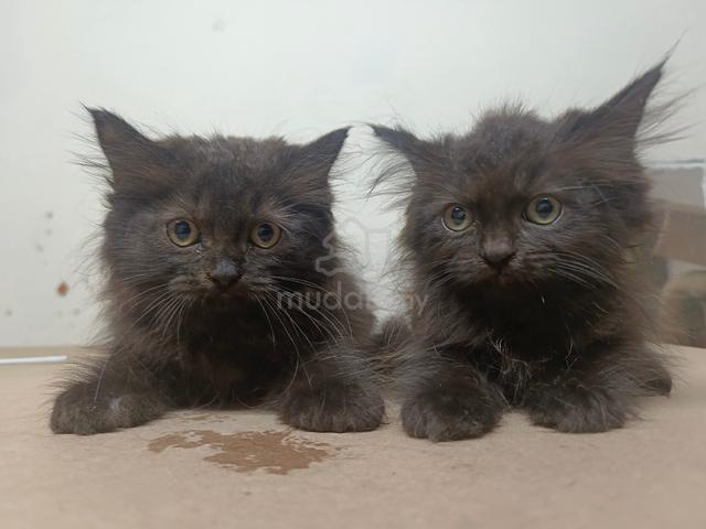 Kucing mix British Longhair/BLH - Pets for sale in Shah Alam, Selangor
