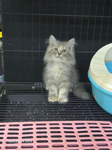 kucing baka siberian pure breed - Pets for sale in Seremban, Negeri ...
