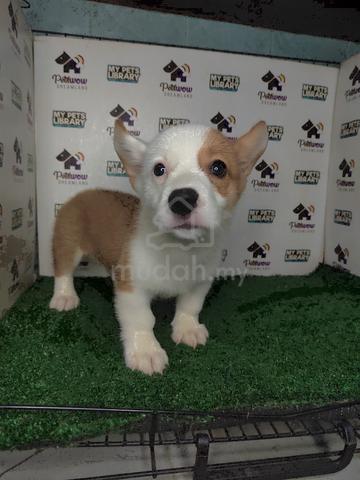 Pembroke welsh corgi red white mka certificate - Pets for sale in ...