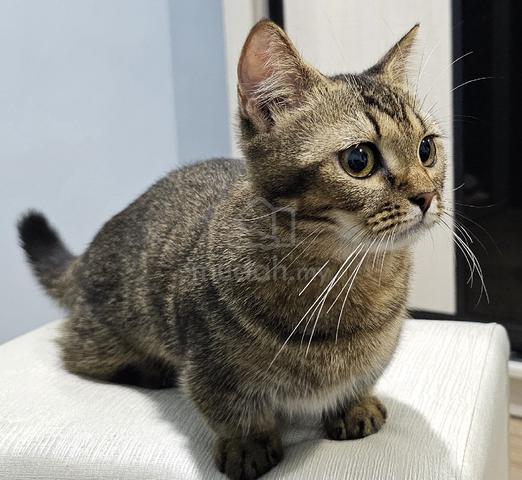 kucing baka munchkin - Pets for sale in Bertam, Penang