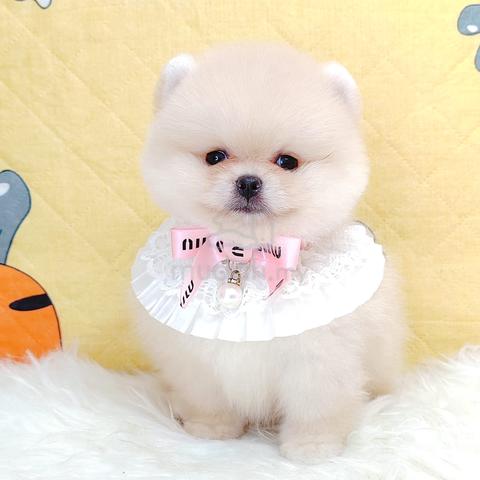 Ball Tiny Mini Pomeranian Puppy Dog *MJ12253 - Pets for sale in Puchong ...