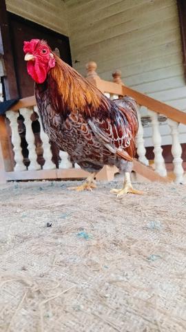 ayam wyadotte blue red bantam - Pets for sale in Pasir Mas, Kelantan