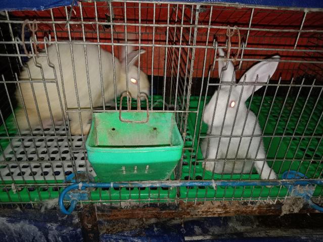 Arnab Pedaging Nzw Food For Sale In Ipoh Perak