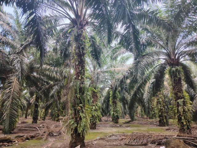 Agricultural Land for Sale, 23.1 Acre(s), Semanggol, Perak | Mudah.my