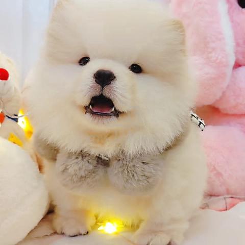 Lion King Face Chow Chow Puppy Dog Pet *MY00905 - Pets for sale in ...