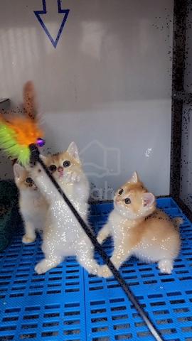 BSH British Shorthair Golden Kittens Cat - Pets for sale in Shah Alam ...