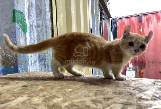 munchkin super short telinga curl.. male - Pets for sale in Klang, Selangor
