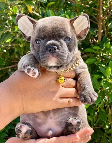 FRENCH BULLDOG PUPPIES M335 Male Frenchie - Pets for sale in Klang ...