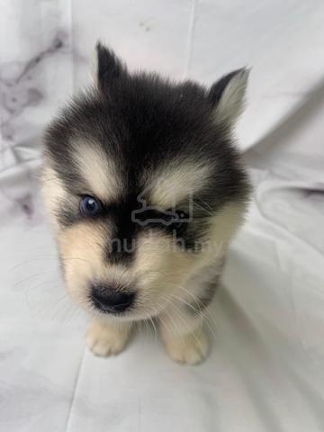 W82 healthy pomsky puppy dog - Pets for sale in Puchong, Kuala Lumpur
