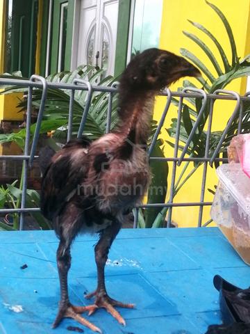 Ayam Bangkok fighter - Pets for sale in Bachok, Kelantan