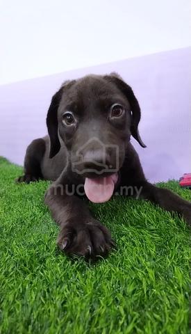 Labrador dark brown mka and microchip - Pets for sale in Puncak Jalil ...