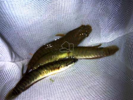 Anak Ikan Haruan, 生鱼, Snakehead Fingerlings - Pets for sale in Ampang ...