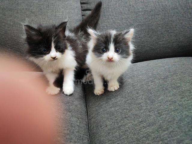 Mixed Male Persian - Pets for sale in Sungai Petani, Kedah