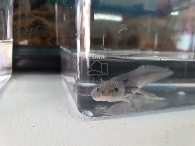 wawa fish - Pets for sale in Kota Kinabalu, Sabah