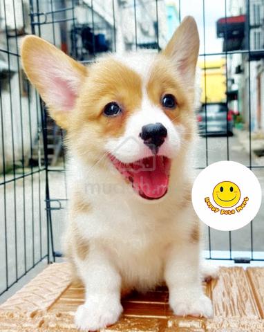 pretty baby pet WELSH CORGI bi color JK88 - Pets for sale in Subang ...