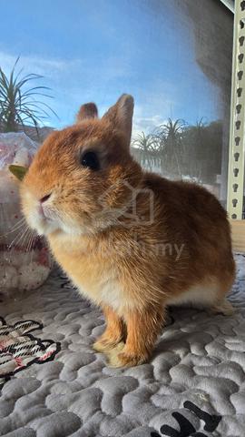 Orange netherland dwarf rabbit - Pets for sale in Taman Desa, Kuala Lumpur