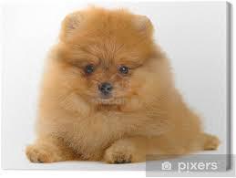 K172 spotted pomeranian puppy dog - Pets for sale in Puchong, Kuala Lumpur