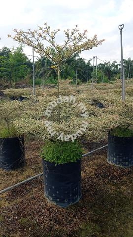 pokok Bucida Batik - Garden Items for sale in Cheras, Selangor