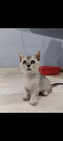 kitten munchkin bsh - Pets for sale in Teluk Intan, Perak