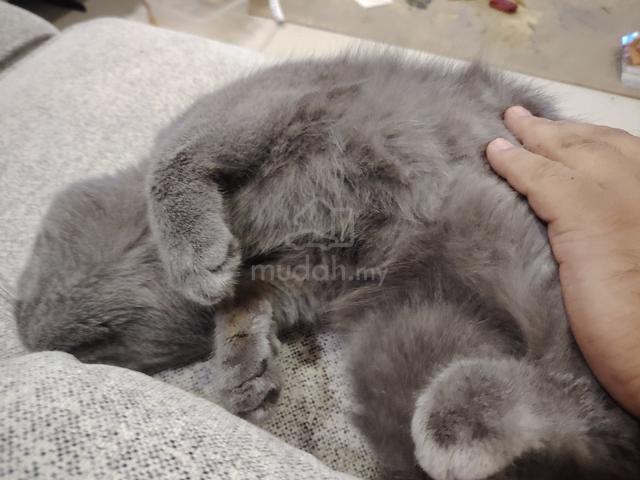 Bsh blue and blue point - Pets for sale in Puchong, Selangor