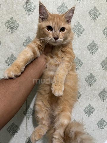 Kucing DLH - Pets for sale in Lahad Datu, Sabah