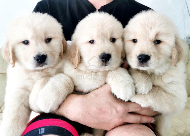 BIG BONE Golden Retriever puppies G9990 - Pets for sale in Petaling ...