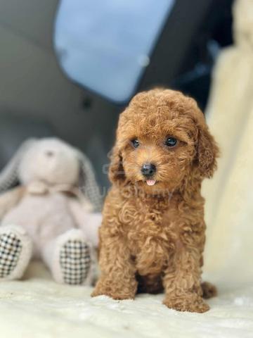 poodle puppies - Pets for sale in Sentul, Kuala Lumpur