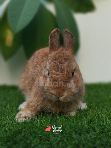 Cinnamon Netherland Dwarf Rabbit - Pets for sale in Puncak Alam, Selangor